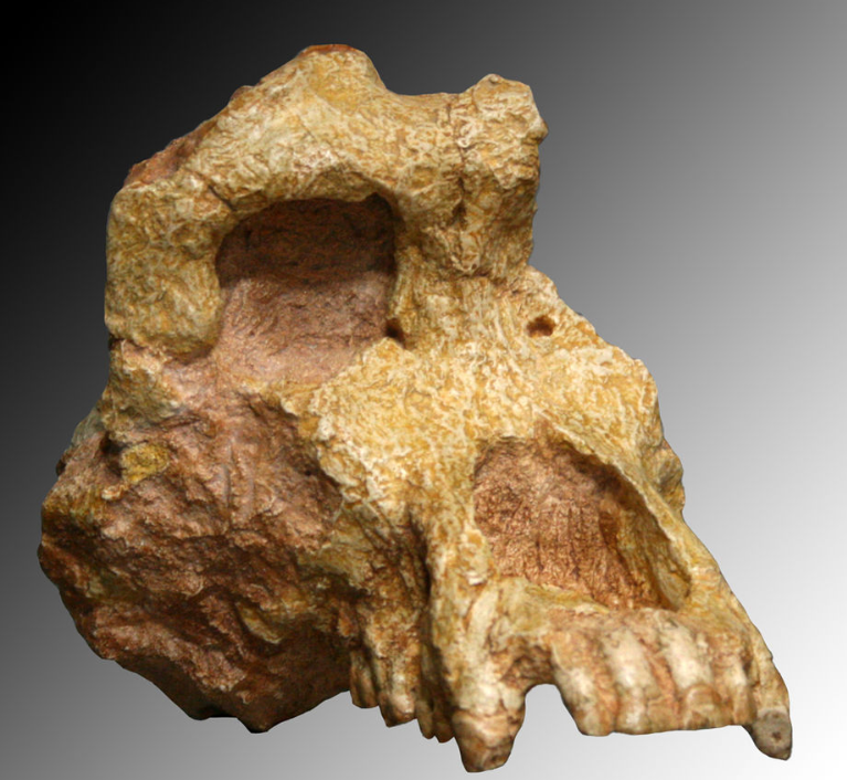 تطور الانسان الجزء العاشر والرد على حفريات مراحل التطور Pierolapithecus ...